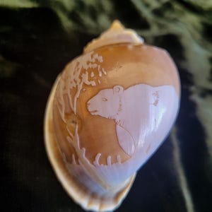 Vintage Decorated Large Cowrie Shell. Strolling Bear Engraved Shell ...
