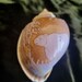 Vintage Decorated Large Cowrie Shell. Strolling Bear Engraved Shell ...