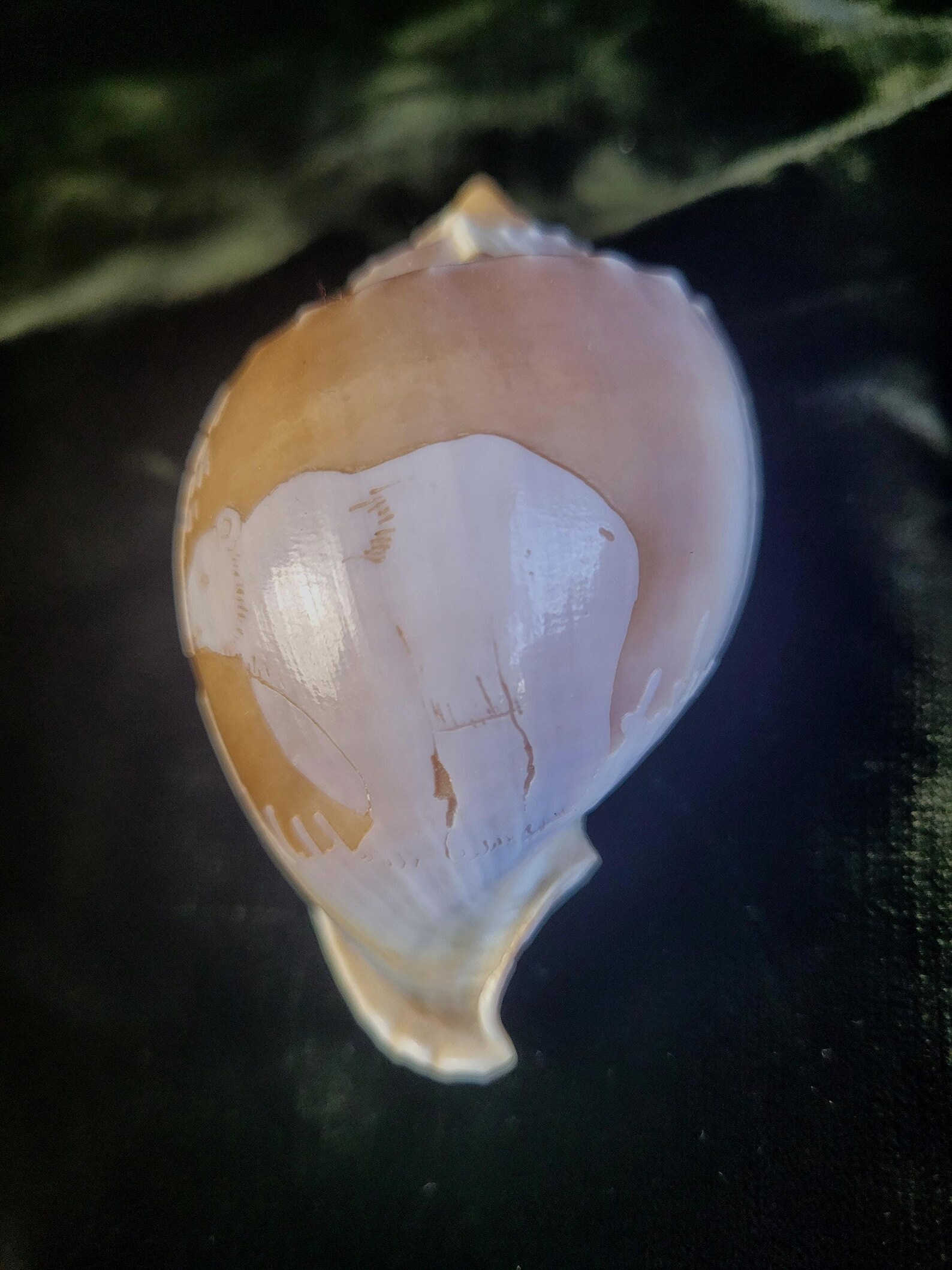 Vintage Decorated Large Cowrie Shell. Strolling Bear Engraved Shell ...