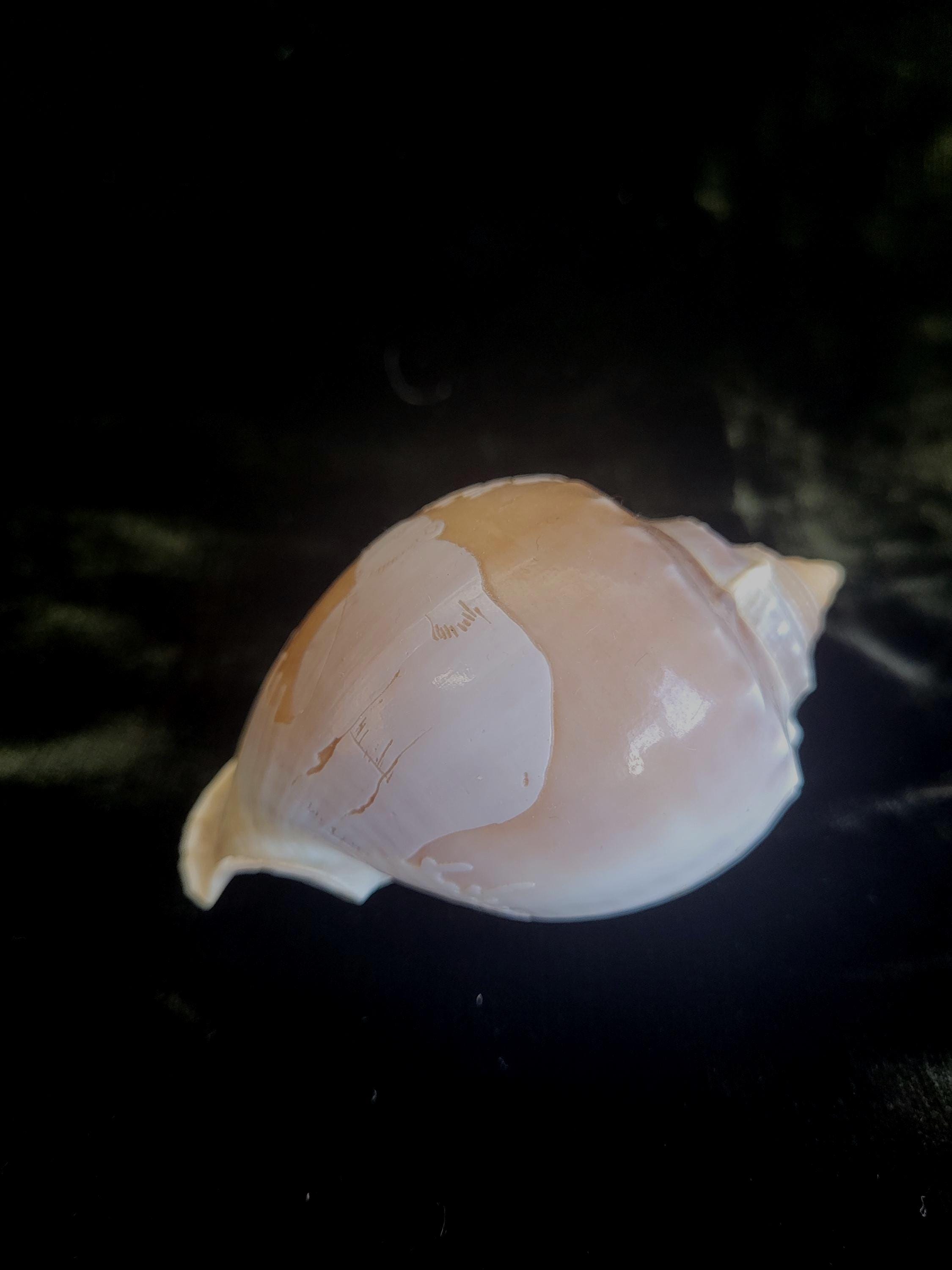 Vintage Decorated Large Cowrie Shell. Strolling Bear Engraved Shell ...