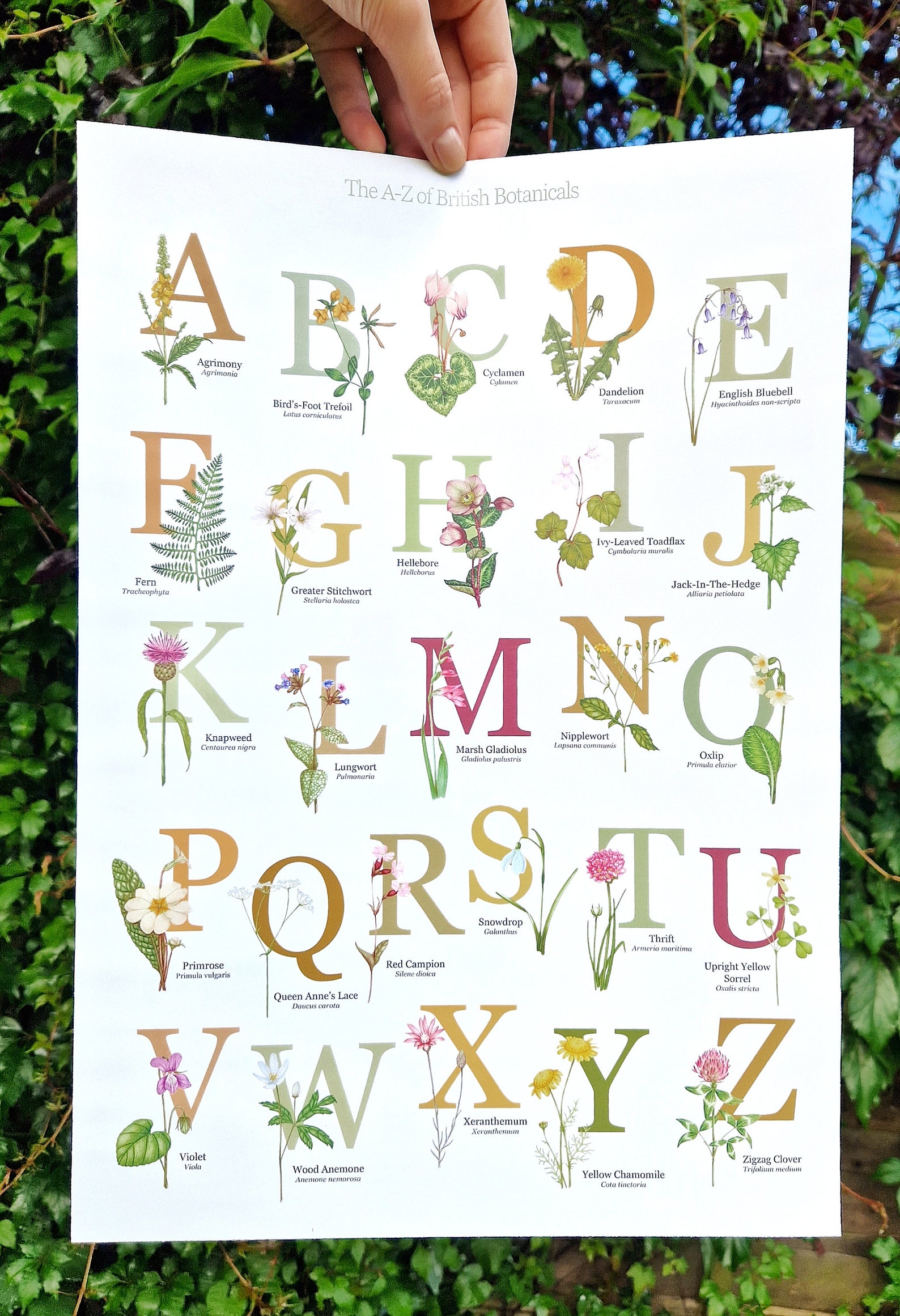 Botanical Alphabet Poster, British Botanicals Poster, Foral Alphabet ...