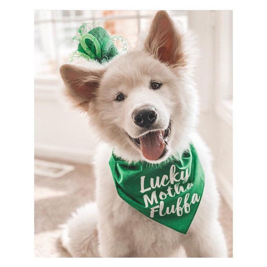 Lucky Motha Fluffa | St Patrick Day | Dog Bandana - Etsy