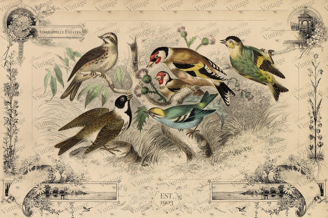 JRV Decoupage Paper - Cottage Birds by Jamie Ray Vintage 18 Lb Paper - Etsy