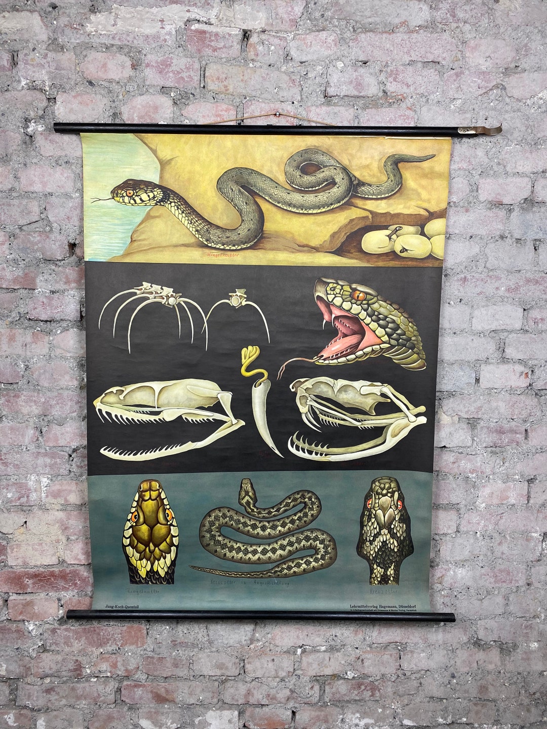 Vintage Wall Chart Grass Snake Adder by Jung, Koch Quentell for ...