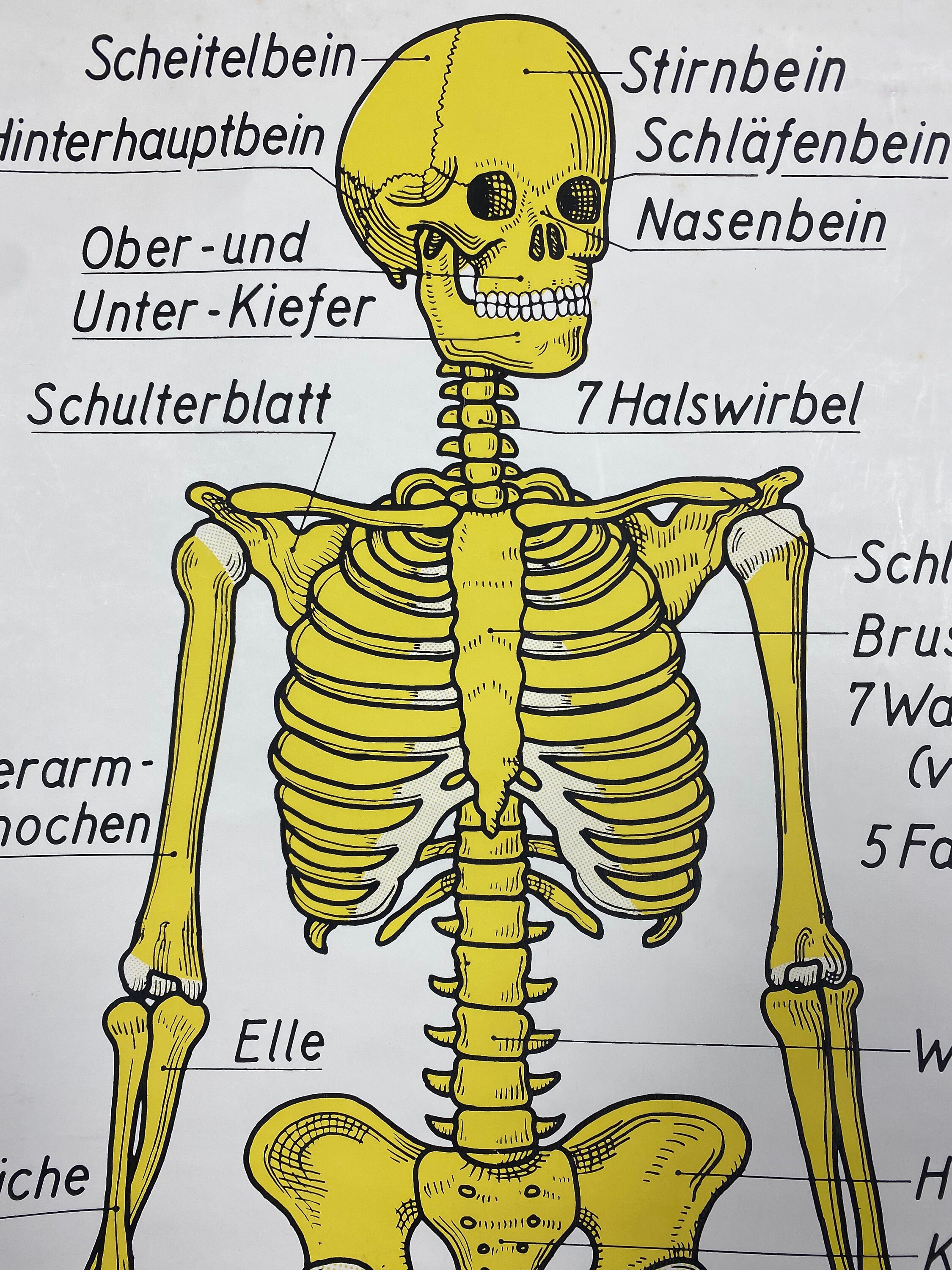 Vintage Wall Chart Skeleton Anatomy Human Body School Wall Chart School ...