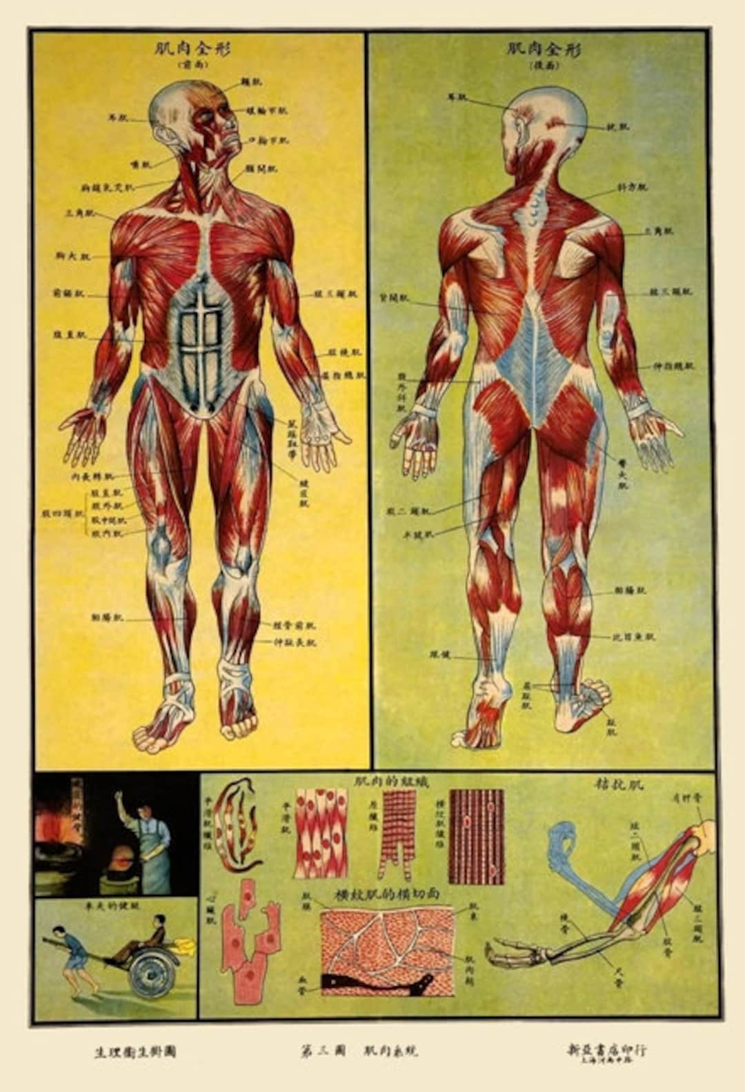 1930'S Chinese Medical Chart of Muscular Anatomy Illustration A3 Poster ...