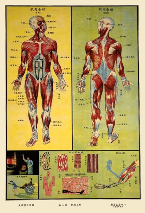 1930'S Chinese Medical Chart of Muscular Anatomy | Etsy