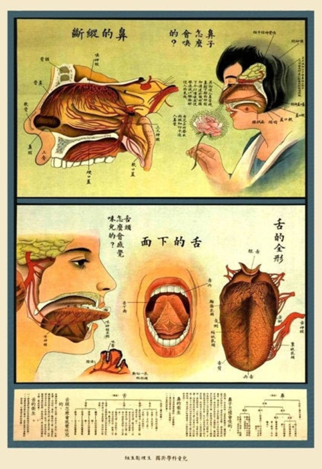 1930'S Chinese Medical Chart of Ear, Nose, and Throat Anatomy ...