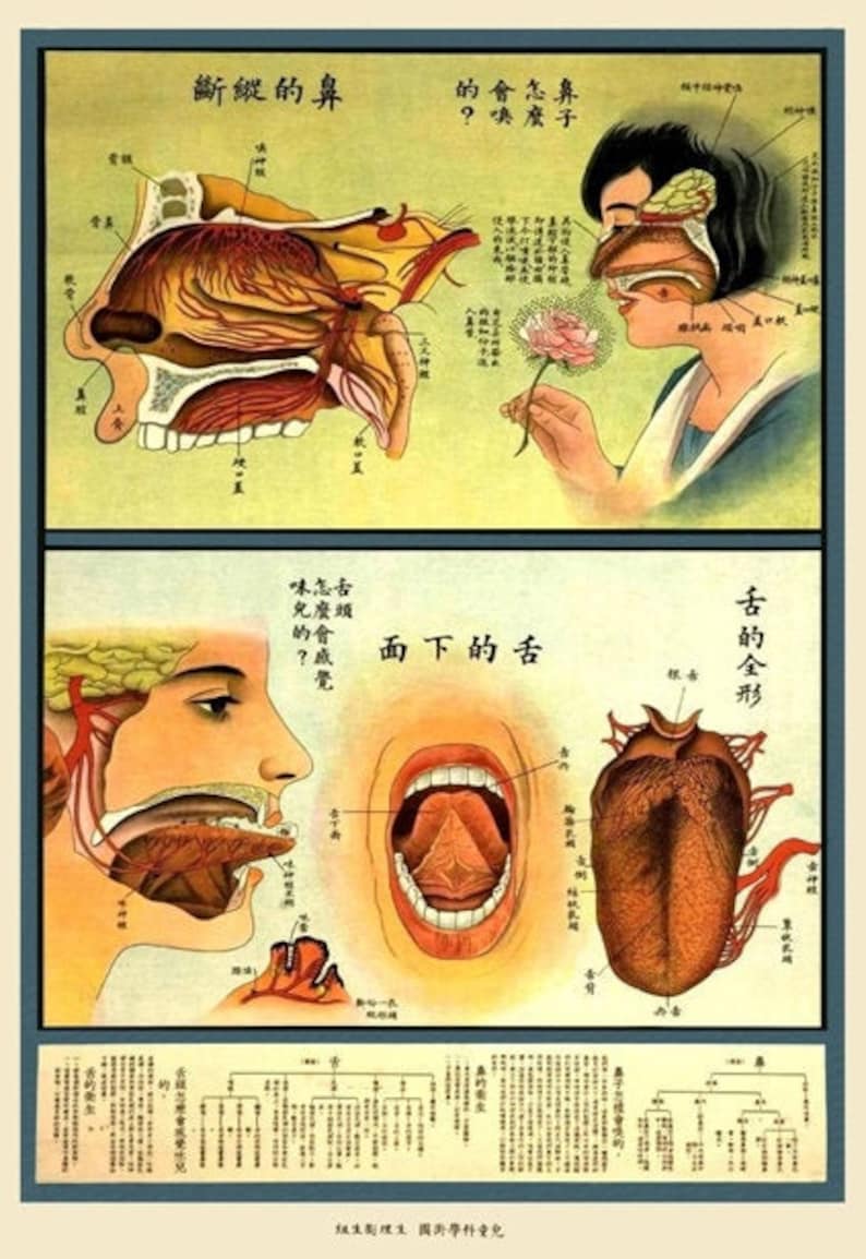 1930'S Chinese Medical Chart of Ear Nose and Throat | Etsy