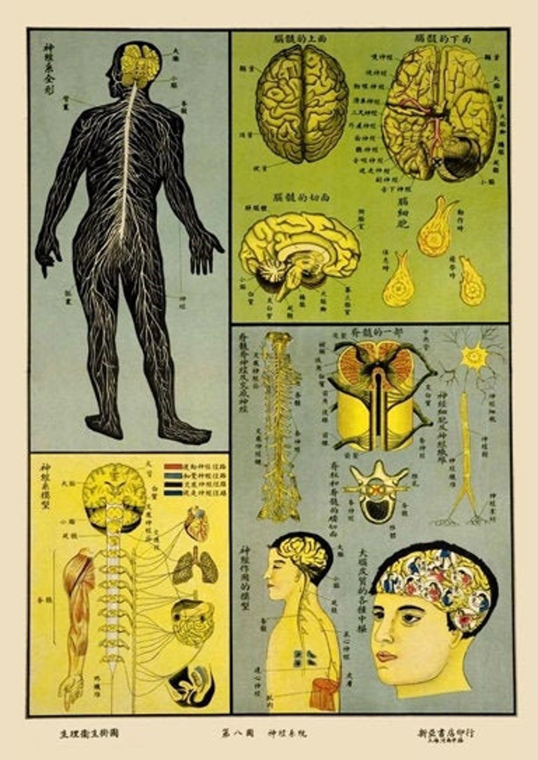 1930'S Chinese Medical Chart of the Central Nervous System Illustration ...