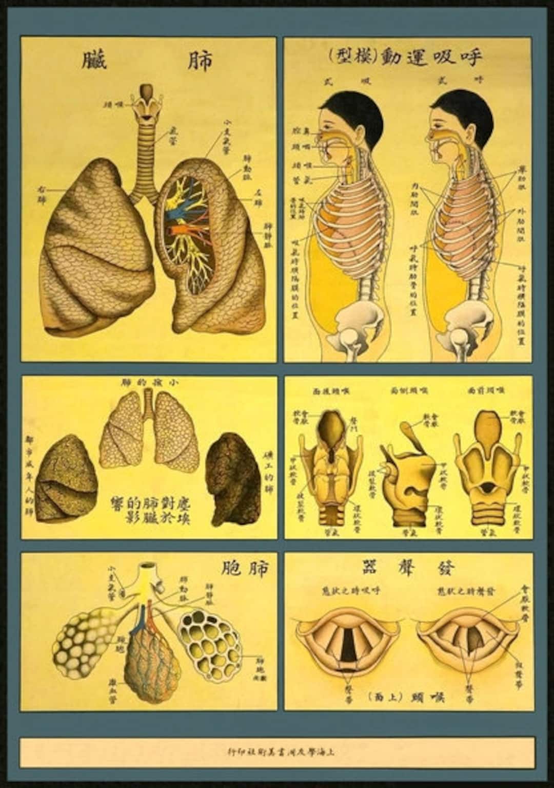 1930'S Chinese Medical Chart of the Lungs & the Respiratory System ...