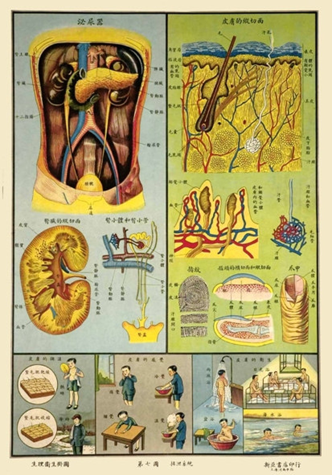 1930'S Chinese Medical Chart of the Excretory System Illustration A3 ...