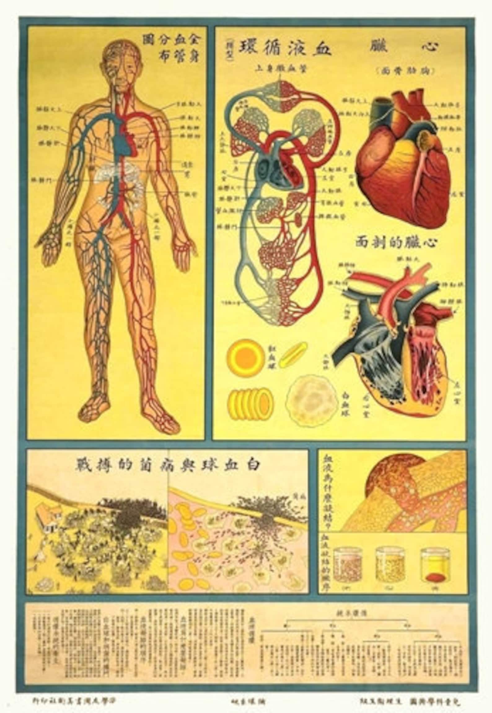 1930'S Chinese Medical Chart of the Circulatory System & Heart Function ...