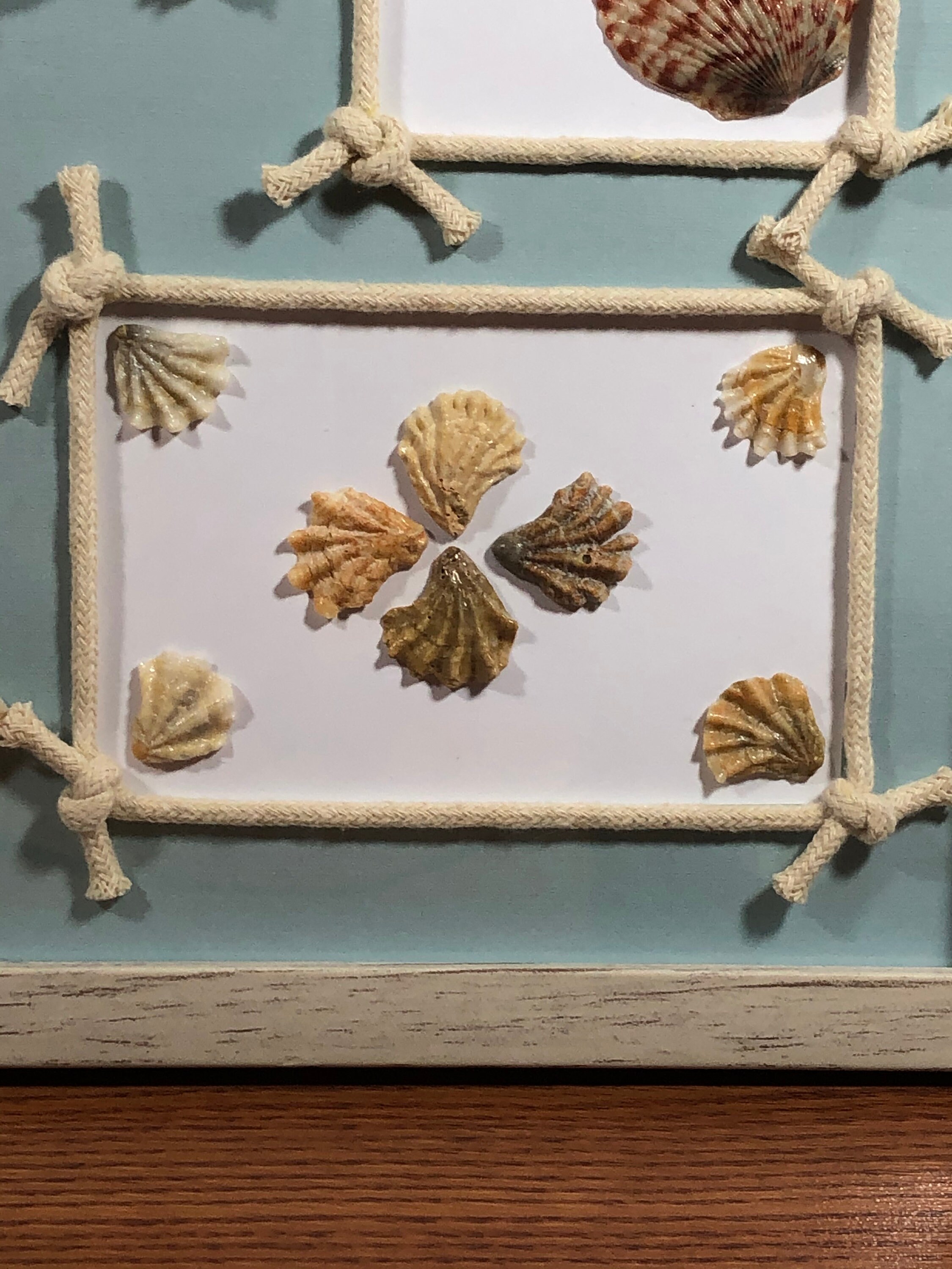 Seashell Wall Décor Seashell Shadow Box Beach Décor Coastal Home Décor ...