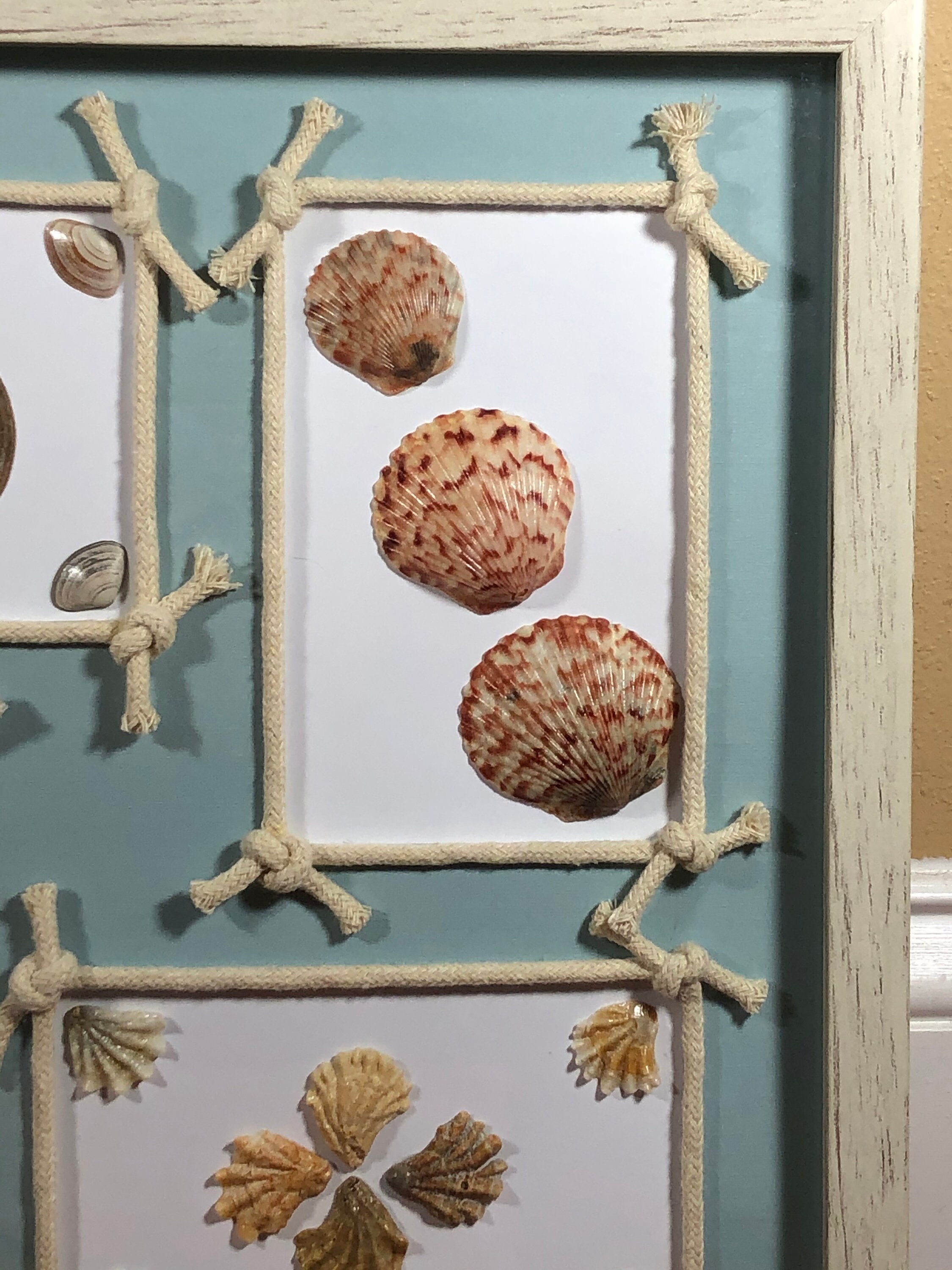 Seashell Wall Décor Seashell Shadow Box Beach Décor Coastal Home Décor ...