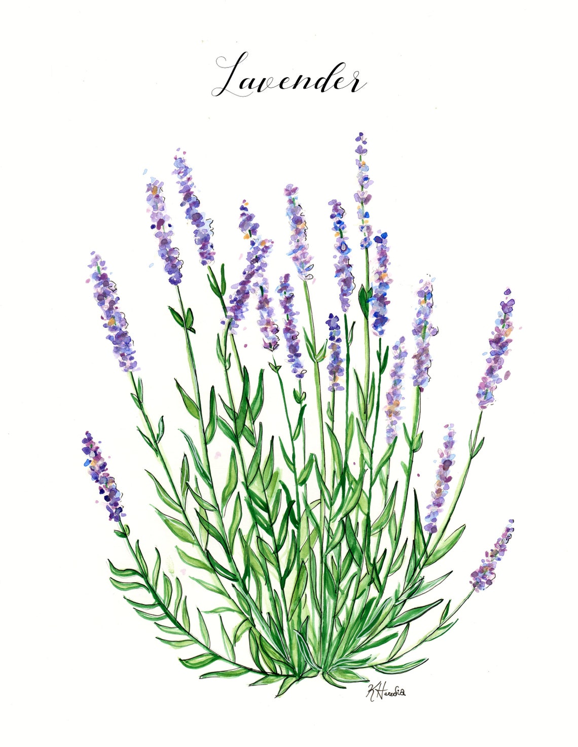 Lavender Plant - Prints - 8"x10" - Various Sizes - Wall Art - Gifts for ...