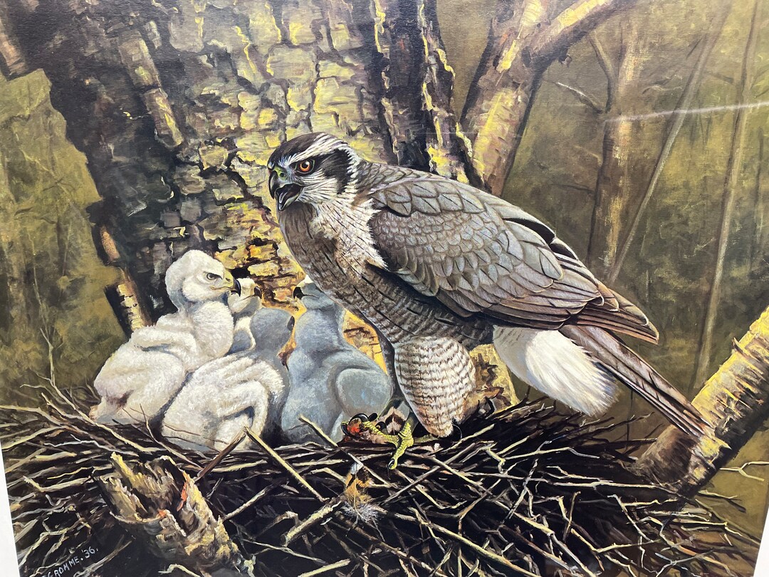 Goshawk and Young Print Owen Gromme Signed and Numbered - Etsy