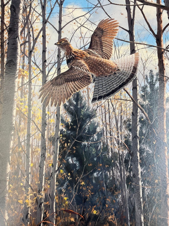Ruffed Grouse Flying