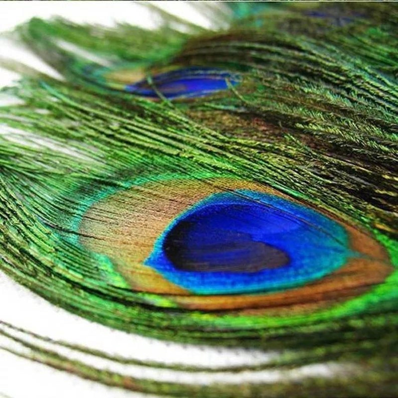 20pcs, Peacock Feathers, REAL Feathers, Natural Feathers, 23-30 Cm ...