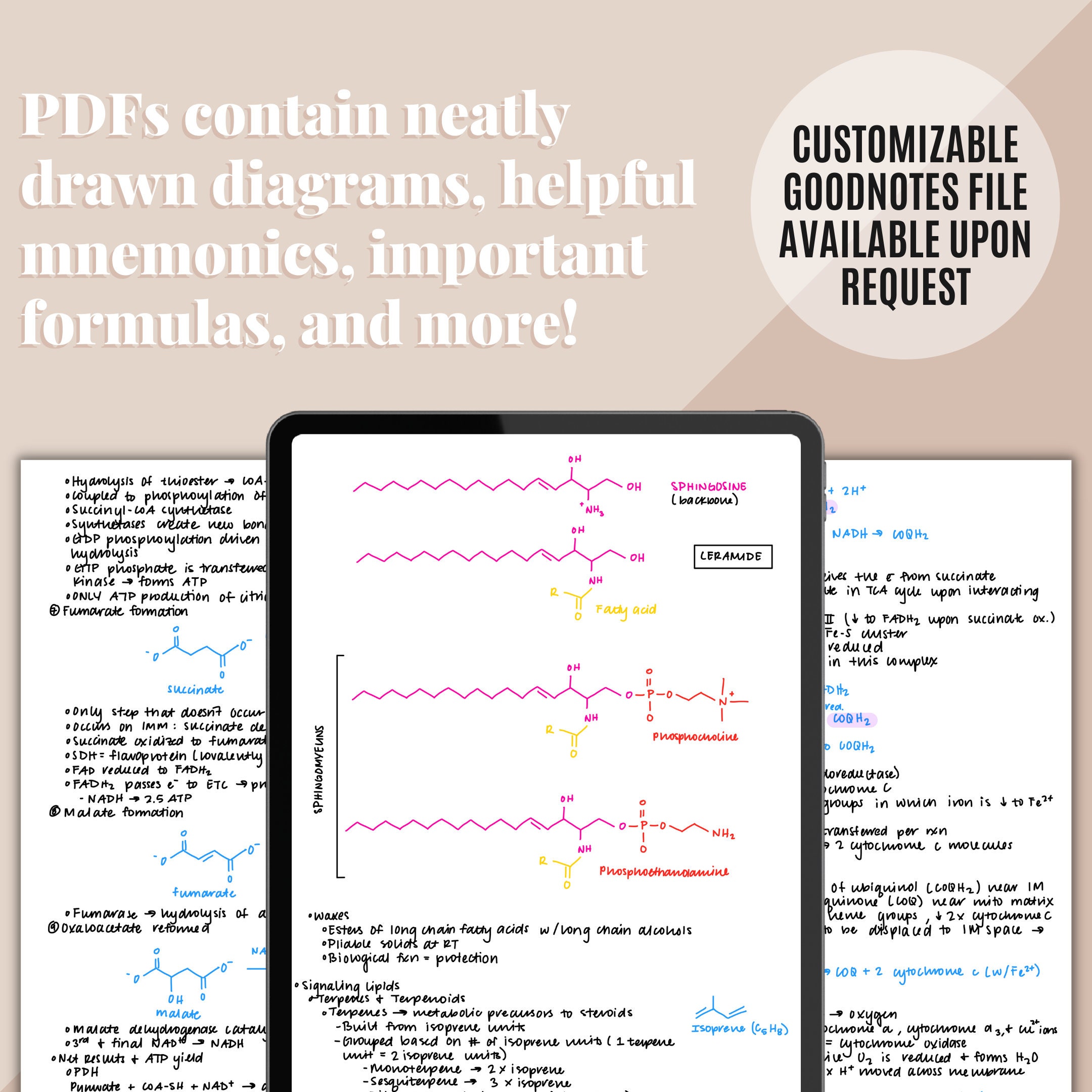 Biochemistry MCAT Study Guide - Etsy