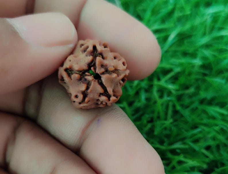 1 Mukhi Rudraksha One Face Rudraksha Nepal Origin Lab Certified - Etsy