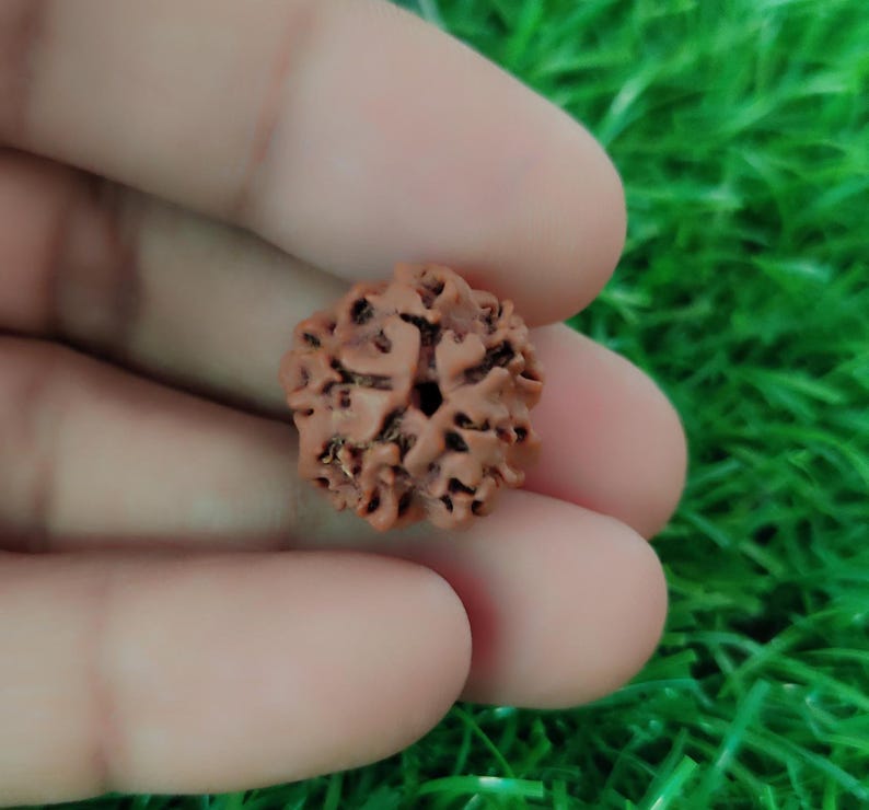 1 Mukhi Rudraksha One Face Rudraksha Nepal Origin Lab Certified - Etsy