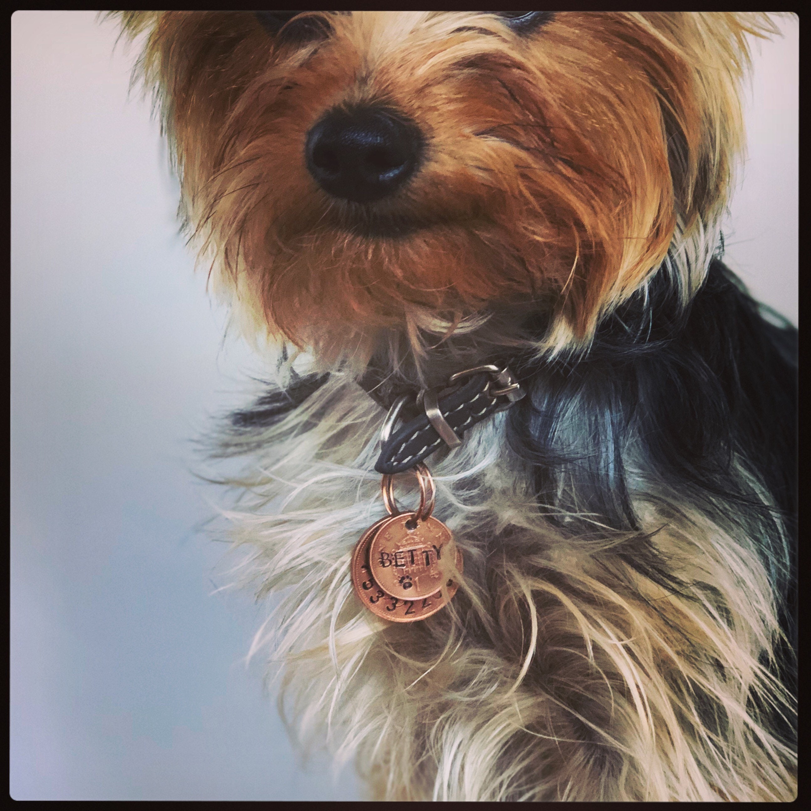 LUCKY PENNIES pet ID tag. Personalised dog cat name tag. Hand | Etsy