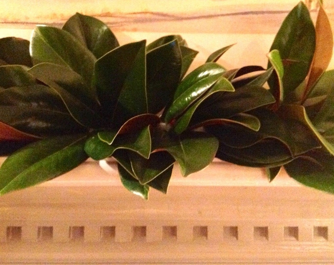 Bunch of 25 Fresh Magnolia Leaves to Be Used as Place Cards / Escort ...
