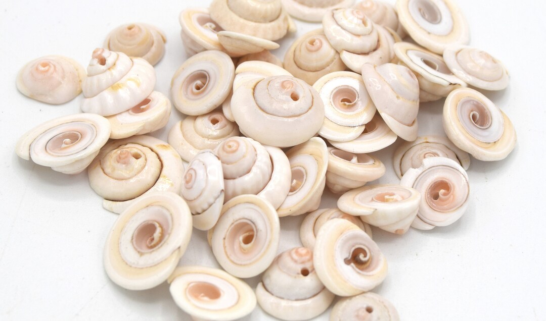 Natural Shiva Eye Shells About 15~20 Mm Lot of 20/40 Units. - Etsy