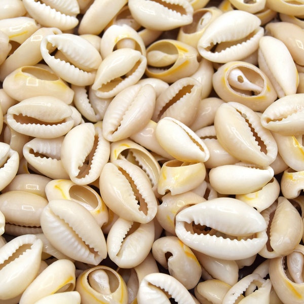 Cowrie Shells - Etsy