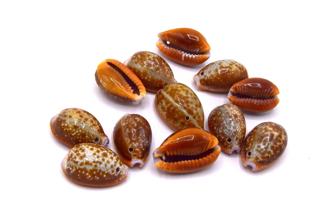 Cowrie Shell Natural Spotted Brown About 20-25 Mm Drilled or Drilled 2 ...