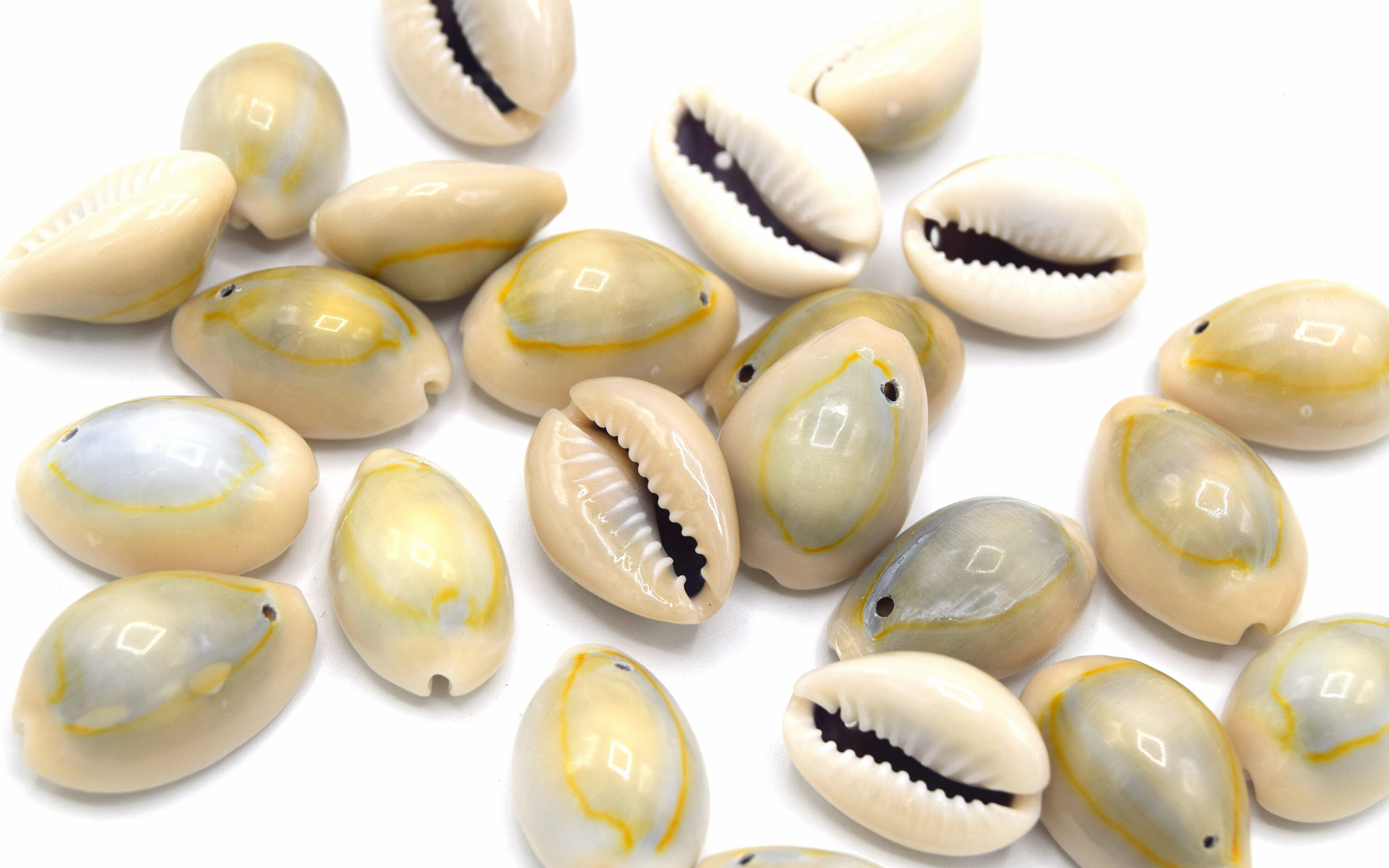 Large cowrie shell natural drilled 20 23 mm set of 20/50 | Etsy