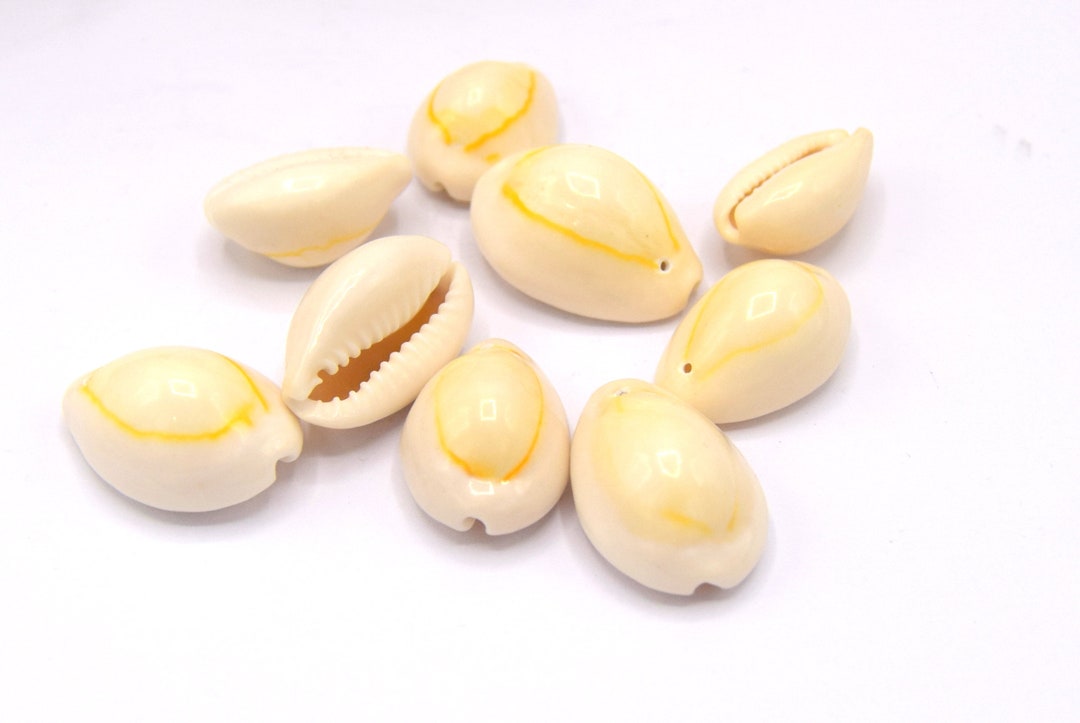 Large Drilled Cowrie Shells 2126 Mm Cowrie Shells Lot of 10/20/50 Units ...