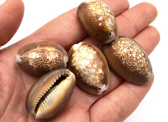 Lot de Gros cauris coquillage naturel percés ou non percés | Etsy France