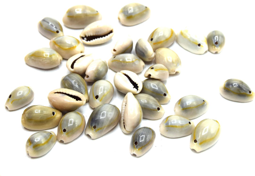 Cowrie Shells Drilled 13~16 Mm - Cowrie Shells - Lot of 20/40 Units ...