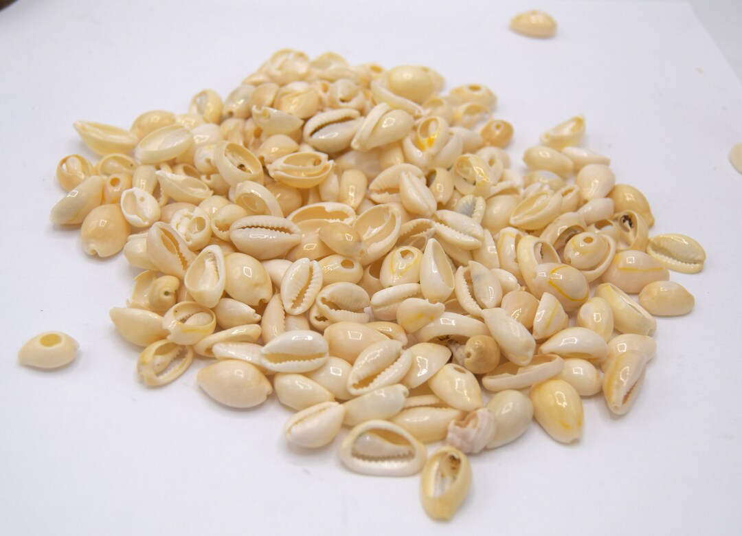 100grs of DECLASSED Cowrie Shells for Gluing 13~16x10mm ~11x3~5 Mm ...