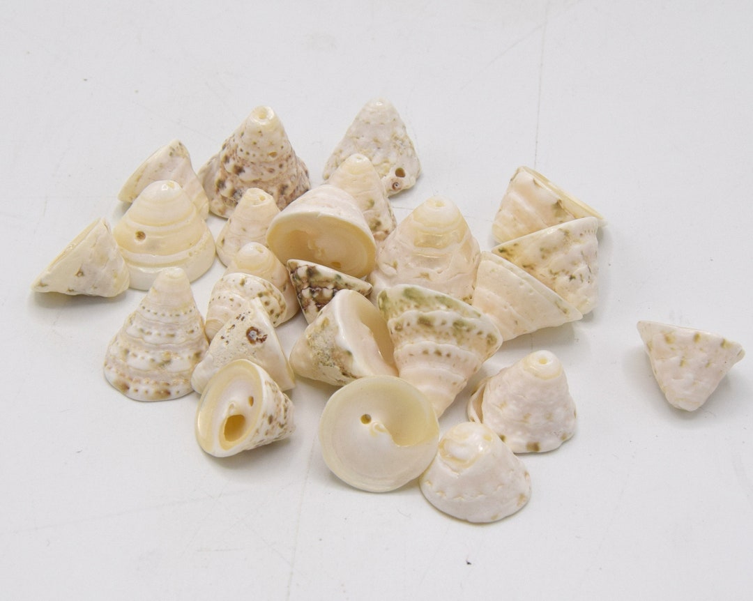 Set of Pearly Cone Puka Shells Shells for Decoration and Jewelry Making ...