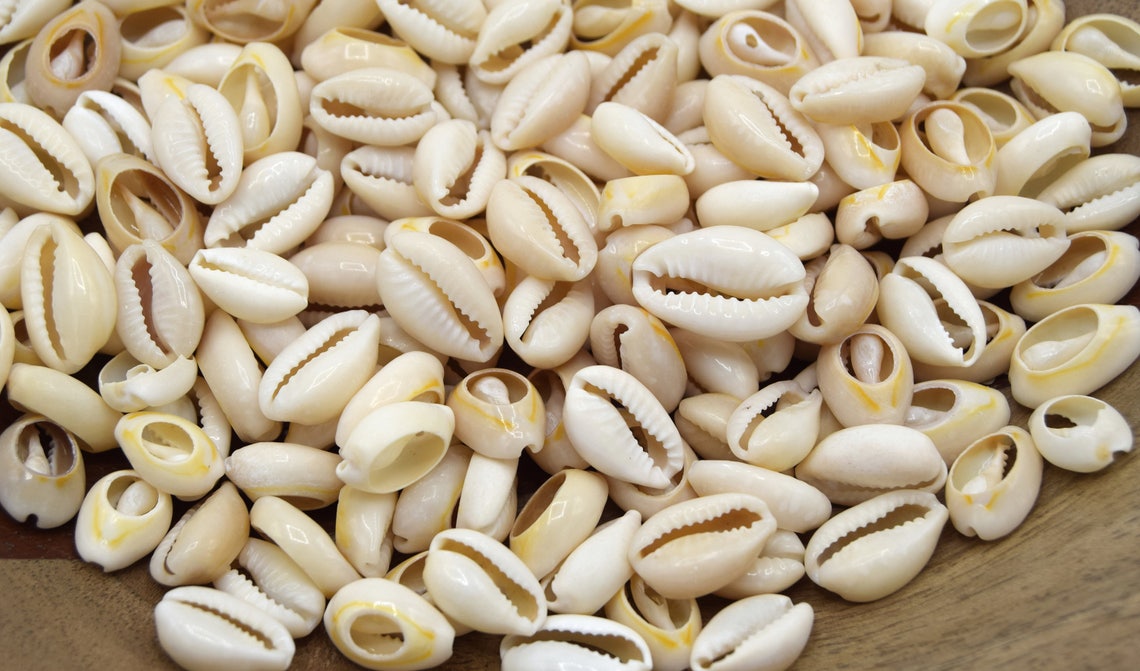 Shell Kaurischnecken 13 16x10mm 11x3 5 mm Shell Kauri - Etsy.de