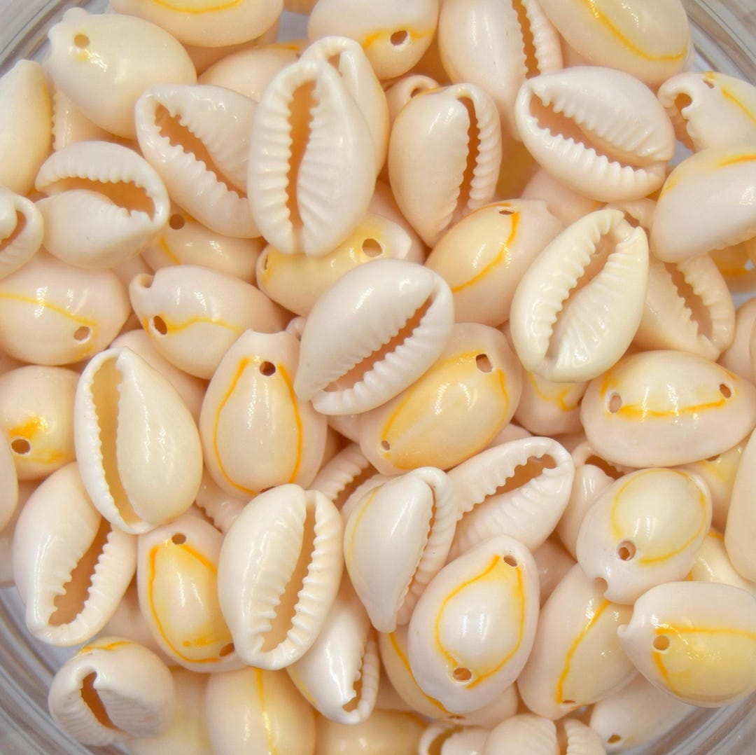 Cowrie Shells, Pierced With 1 or 2 Holes, Approximately 14 Mm - Lot of ...