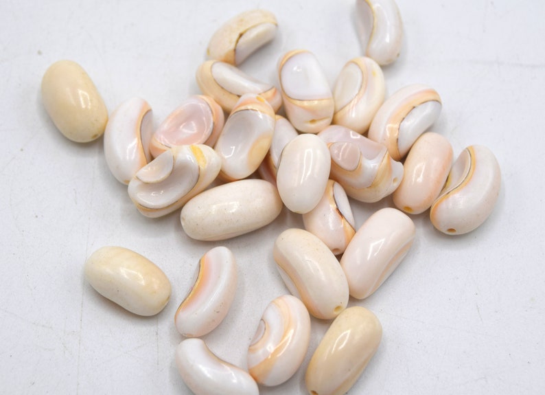 Lot of Shell Bean Shells-shells for Decoration and Manufacture - Etsy