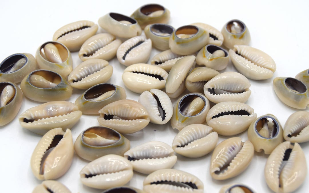Natural Cowrie Shell Without Back 17~20 Mm Beige, Lot of 20 to 50 Units ...