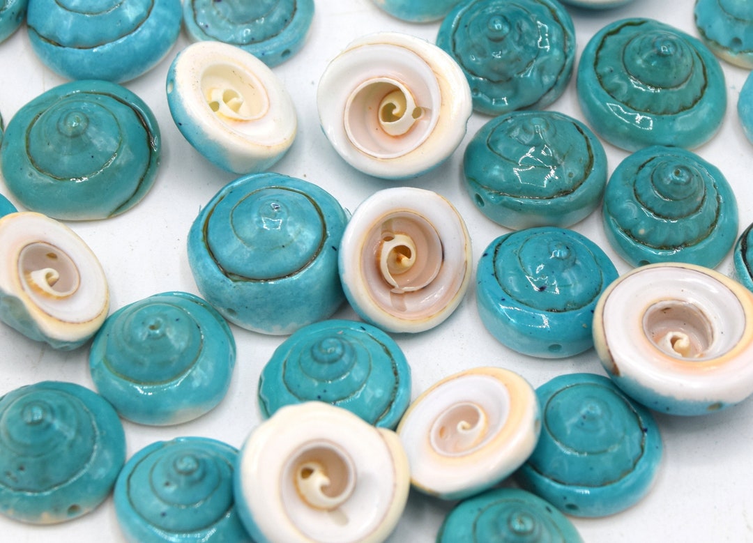 Turquoise Spiral Puka Shell Beads - Pack of 10/20 - Etsy