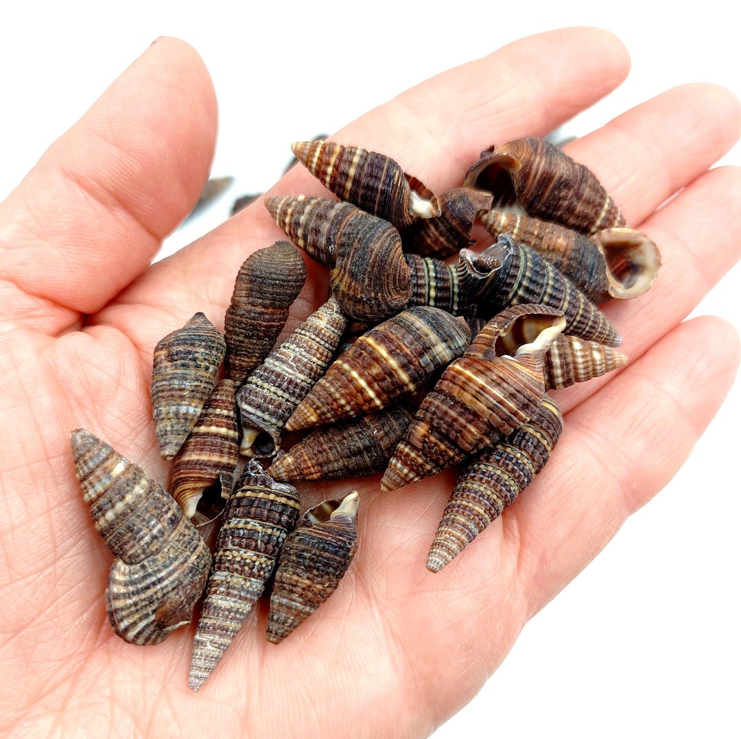 20 Undrilled Terebra Auger Black Cone Shells for Jewelry Making and ...