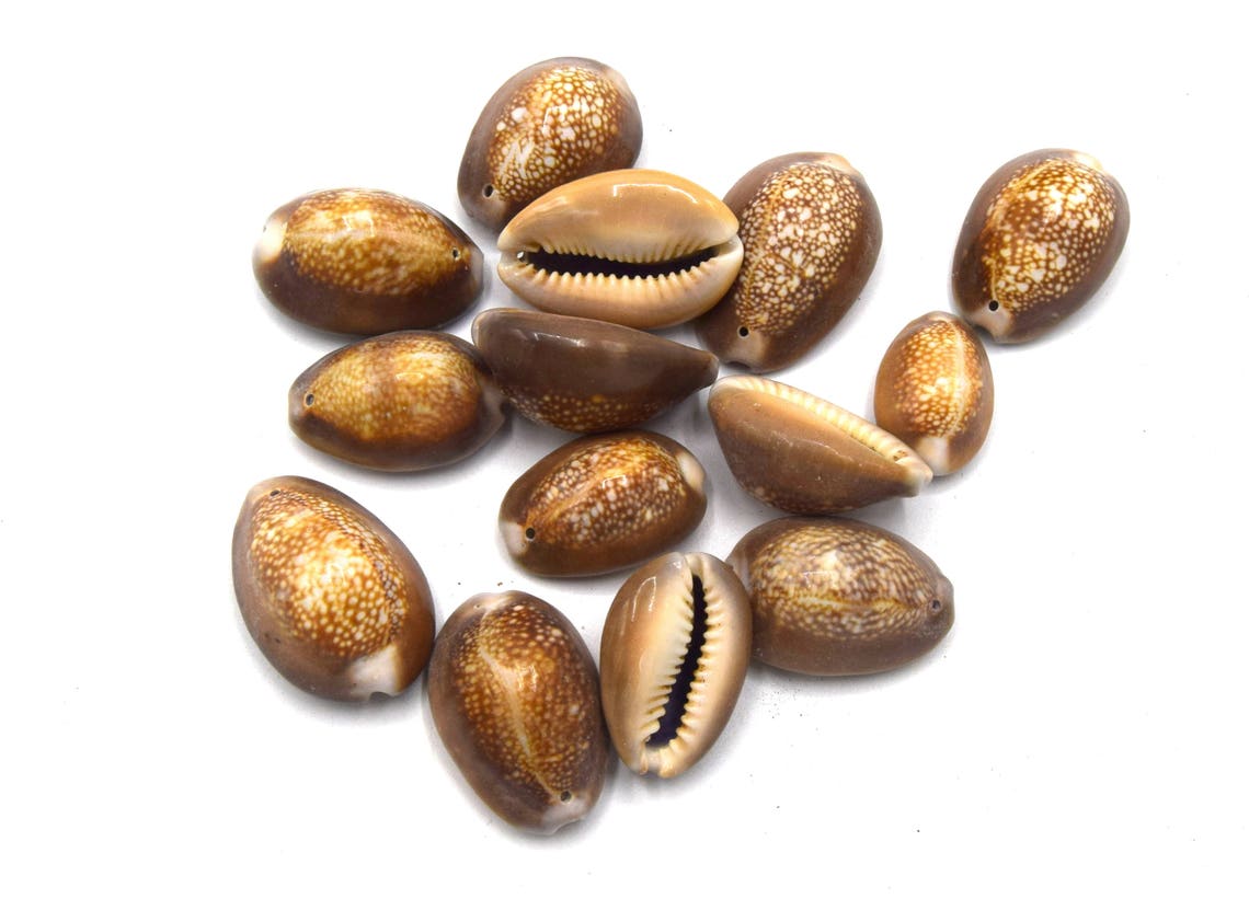 Lot de Gros cauris coquillage naturel percés ou non percés | Etsy France