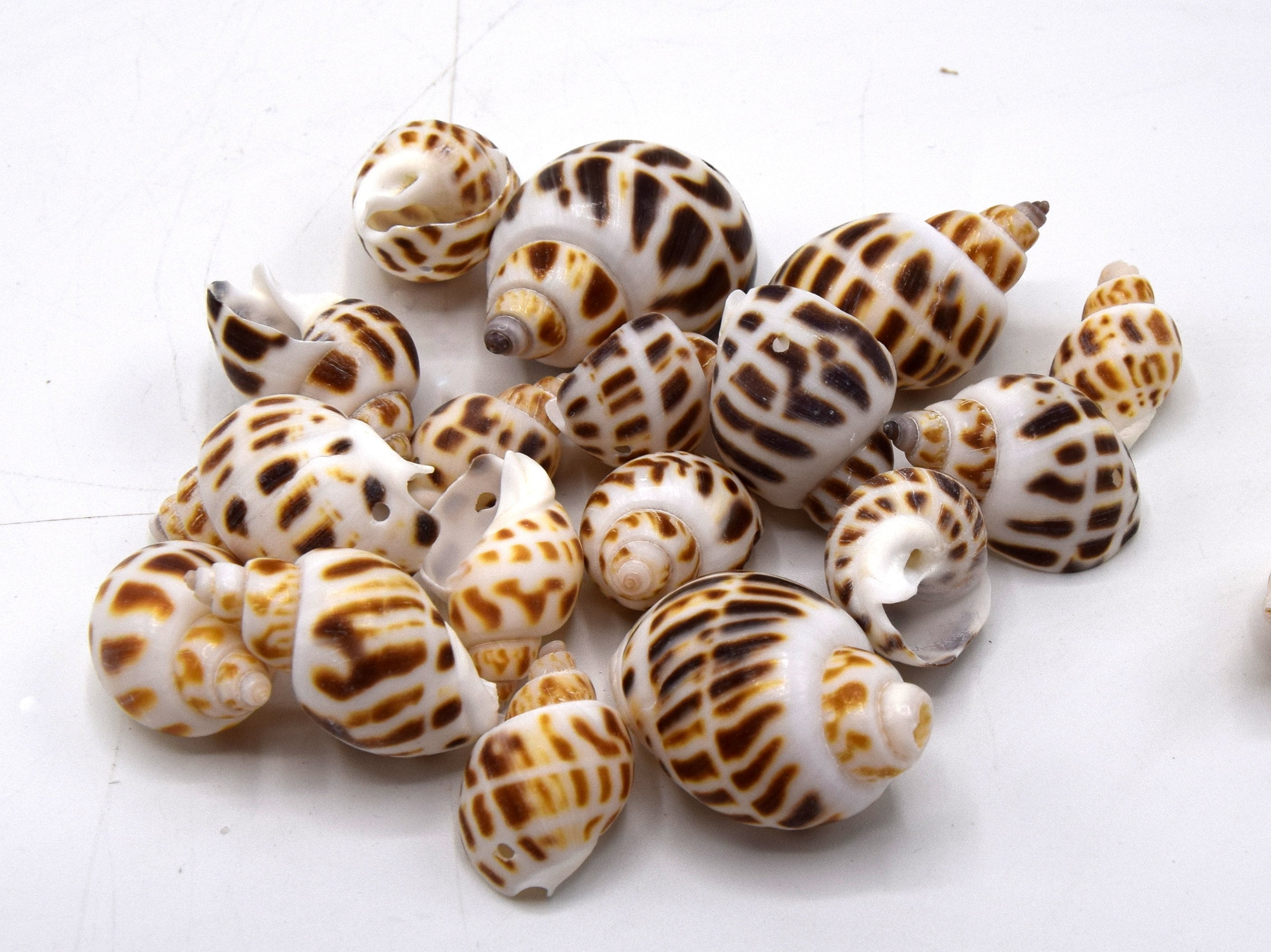 Spiral Shells for Jewelry and Decoration - in Batches of 5/10/20 Units ...
