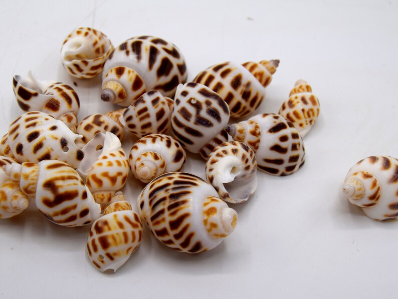 Spiral Shells for Jewelry and Decoration - in Batches of 5/10/20 Units ...