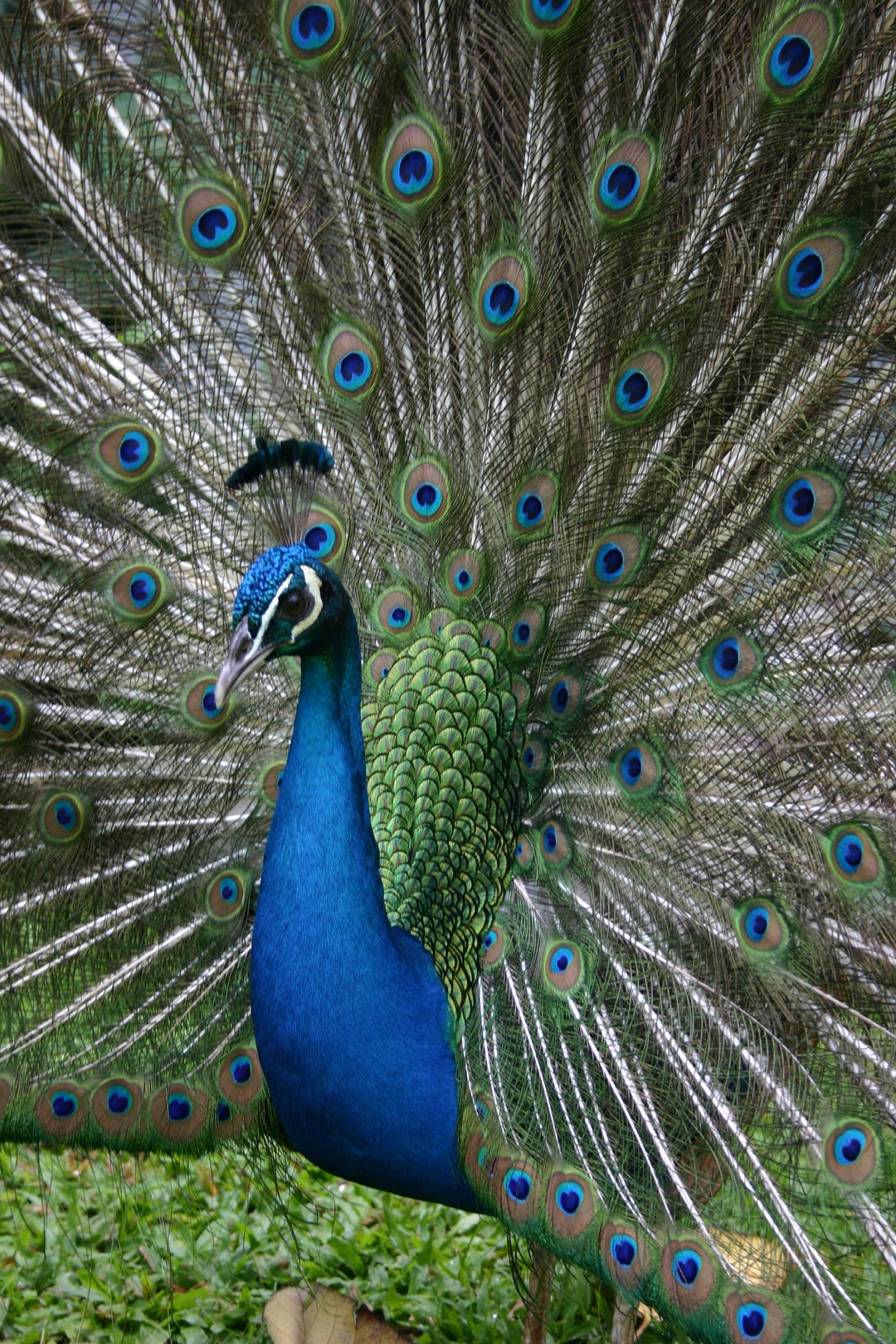 Ha'aheo - Hawaii's Prideful Peacock - Etsy
