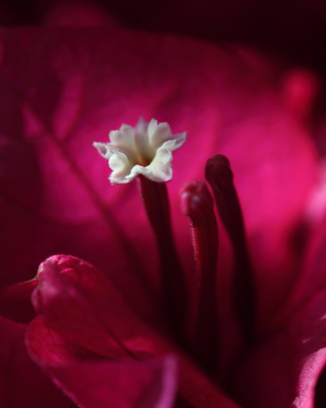 Bougainvillea Flower - Etsy