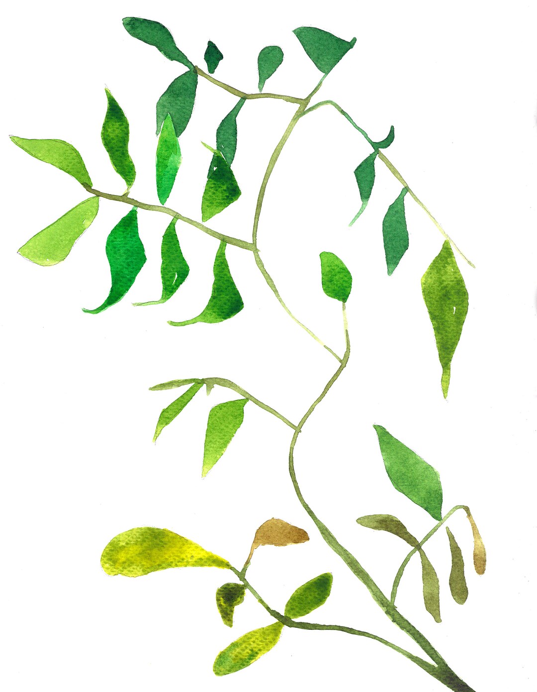 Green Mastic Tree Branch: Water Colour Giclée Print - Etsy