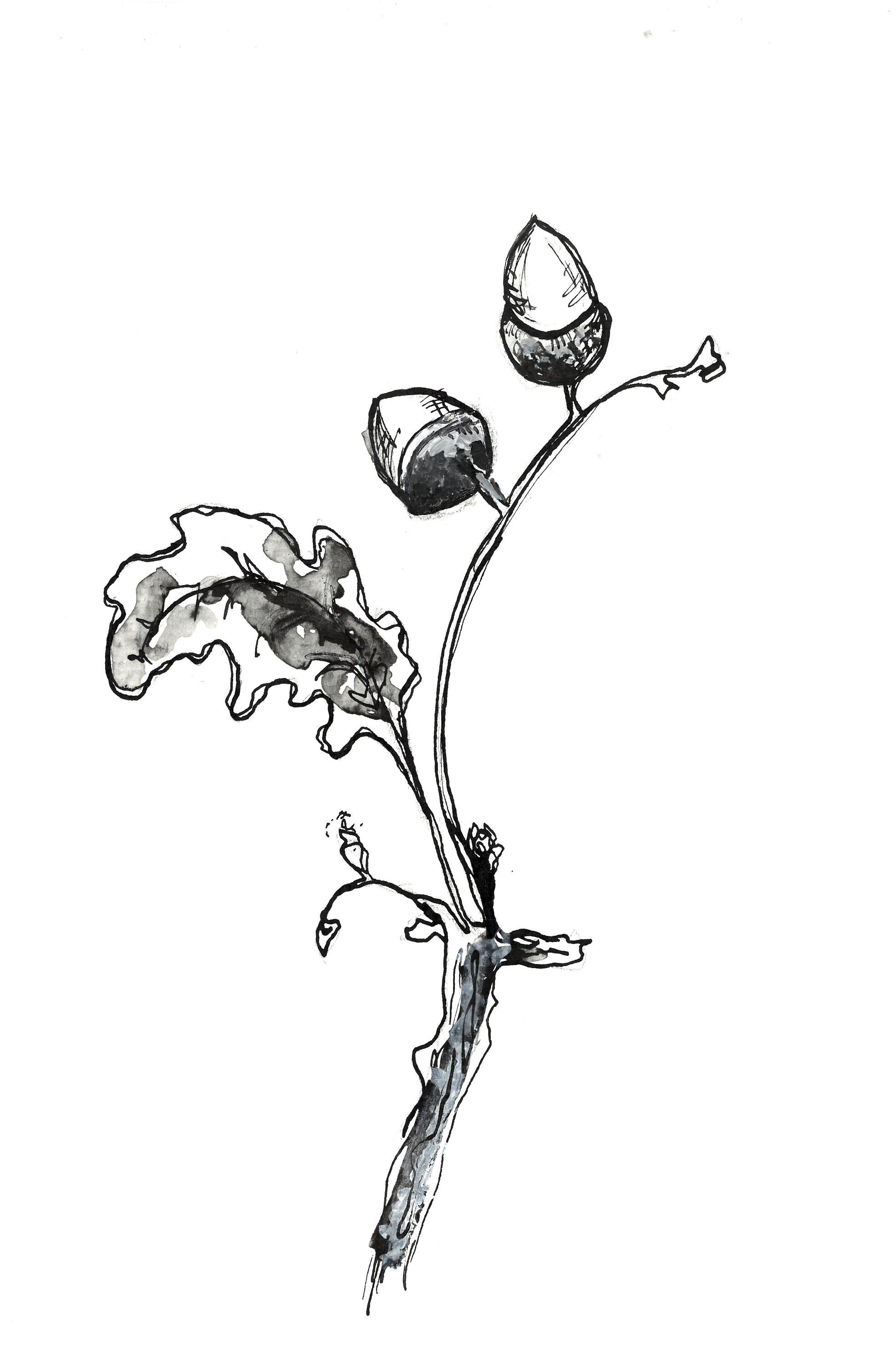 Oak Leaves and Acorns - Ink Drawing on Giclée Paper - Etsy
